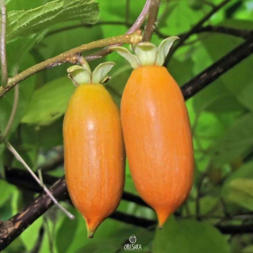 Actinidia polygama fresh seeds, Gaedarae, Silver vine || Oreshka seeds