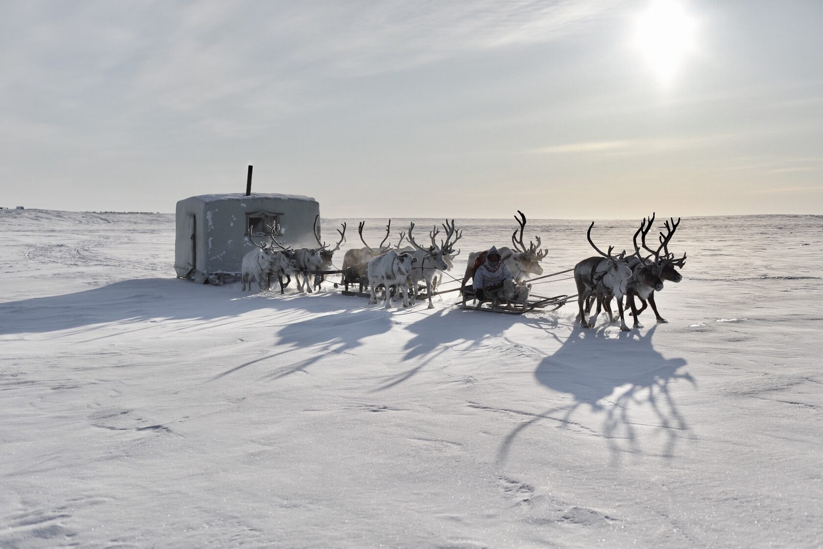 Expedition to Taymyr 2025. Tour to Dolgan reindeer herders of Taymyr ...