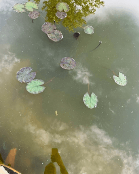 Хлорелла для водоёмов «Альготек» с доставкой по РФ