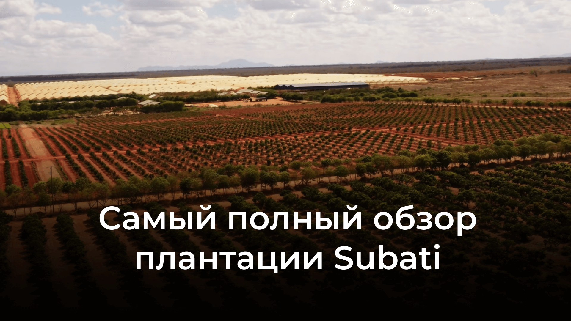 Плантация Subati из Кении: 120 Га площади, 276 сортов роз и миллионные ...