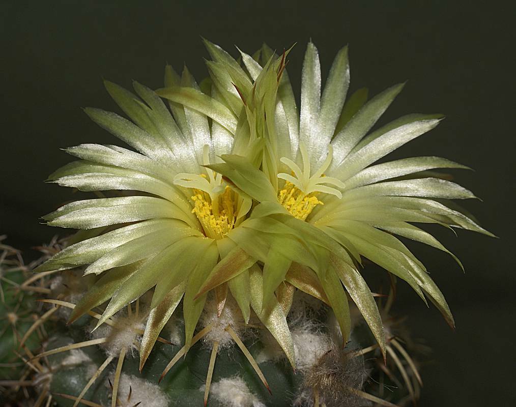 Coryphantha pycnacantha (Корифанта Пикнаканта) 5шт Сбор 22г