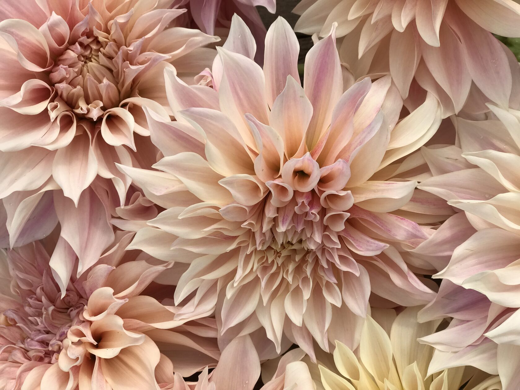 Fluffy Flower | О георгинах