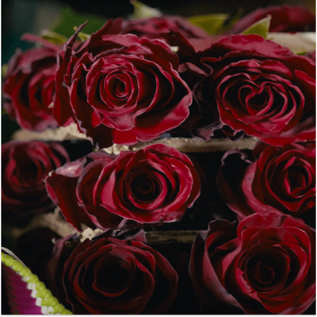 Розы сорта Explorer от плантации Lan Flowers