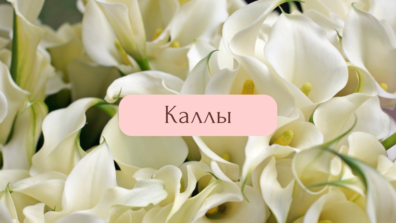 Купить каллы в Москве с доставкой недорого в AlohaFlowers