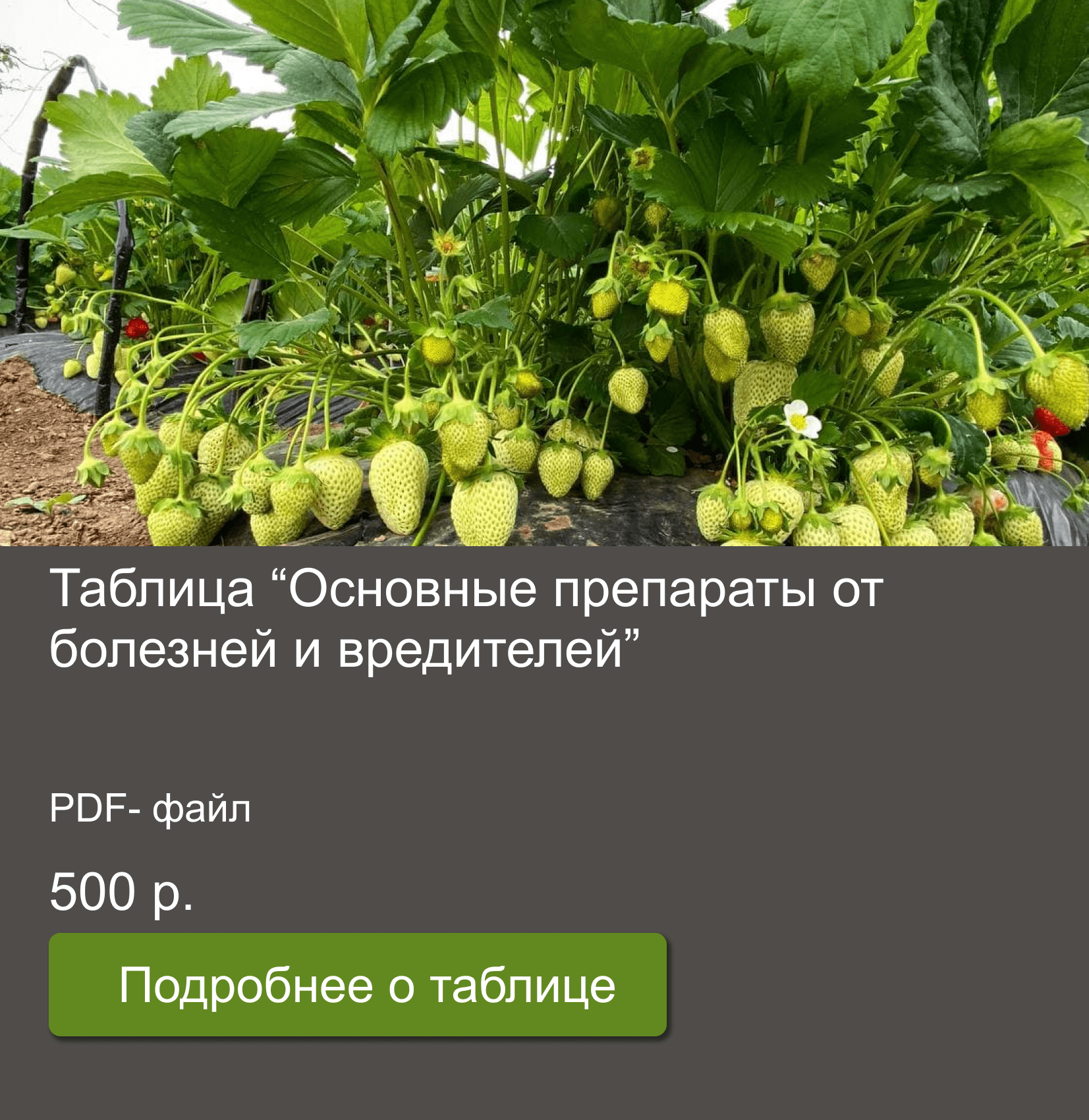 Курс по выращиванию клубники от Алексея Кулика