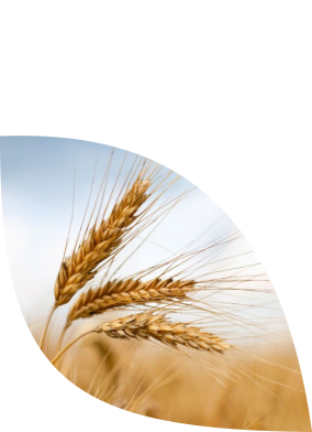 Lider w zakupie i sprzedaży produktów rolnych | biograin