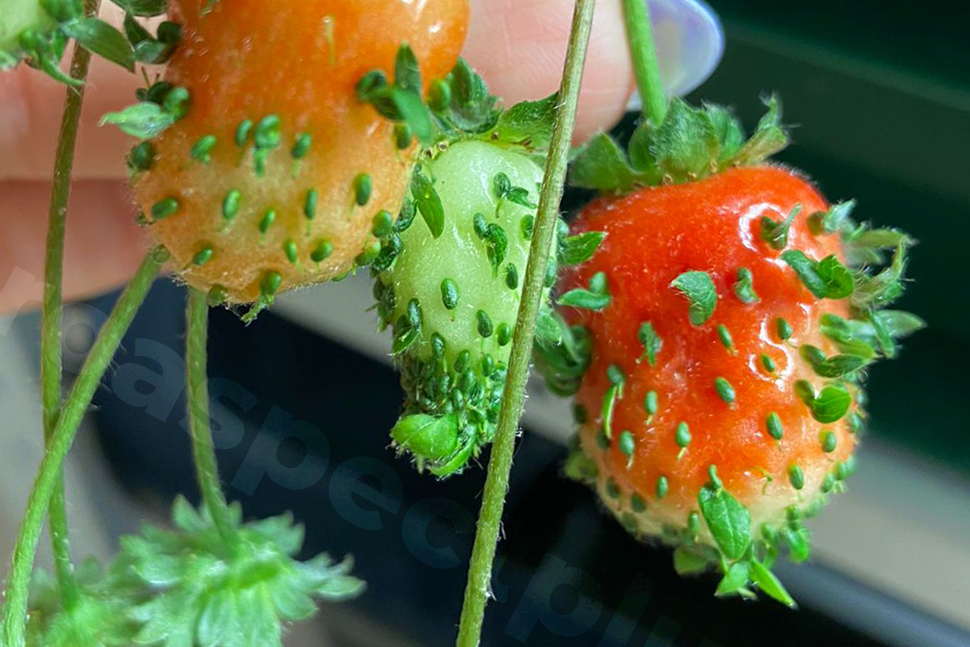 Вивипария и филлодия. Листья на плодах земляники