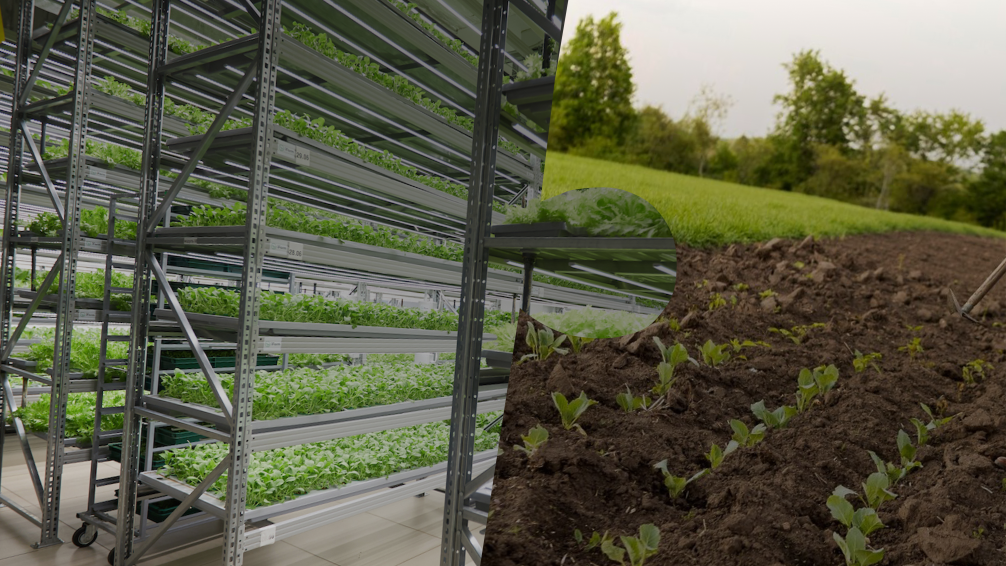 Organic and Vertical Farming: Exploring the Differences and Similarities
