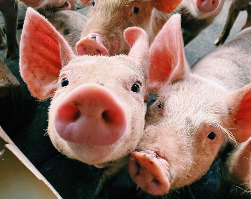 Non-invasive piglet weighing: a unique solution for agribusiness companies