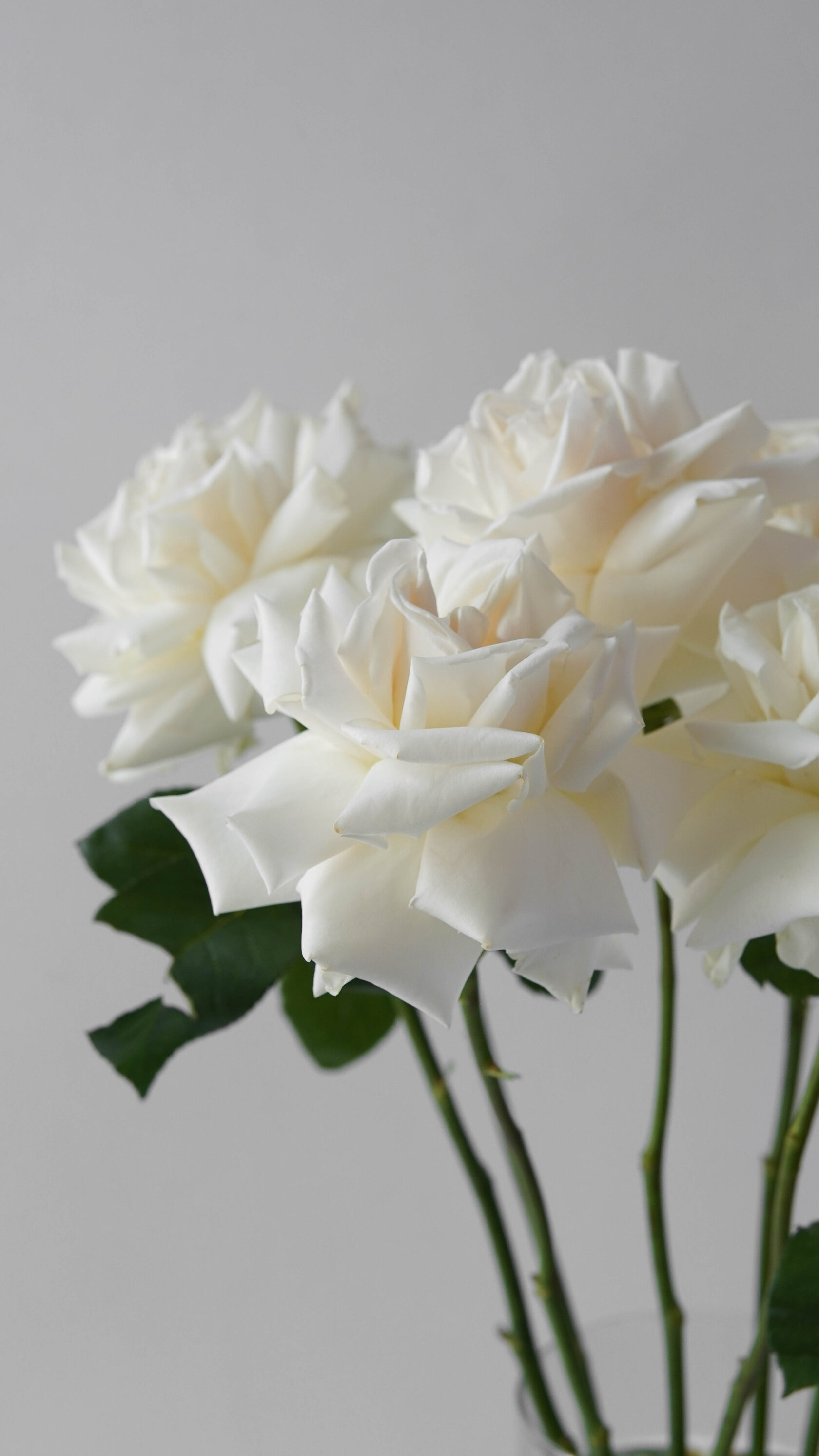 Вывернутые розы — купить букет французских роз с доставкой в Ростове ...