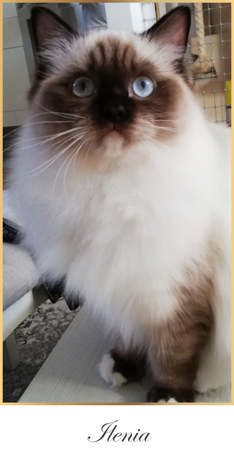 Storia di una passione...RAGDOLL