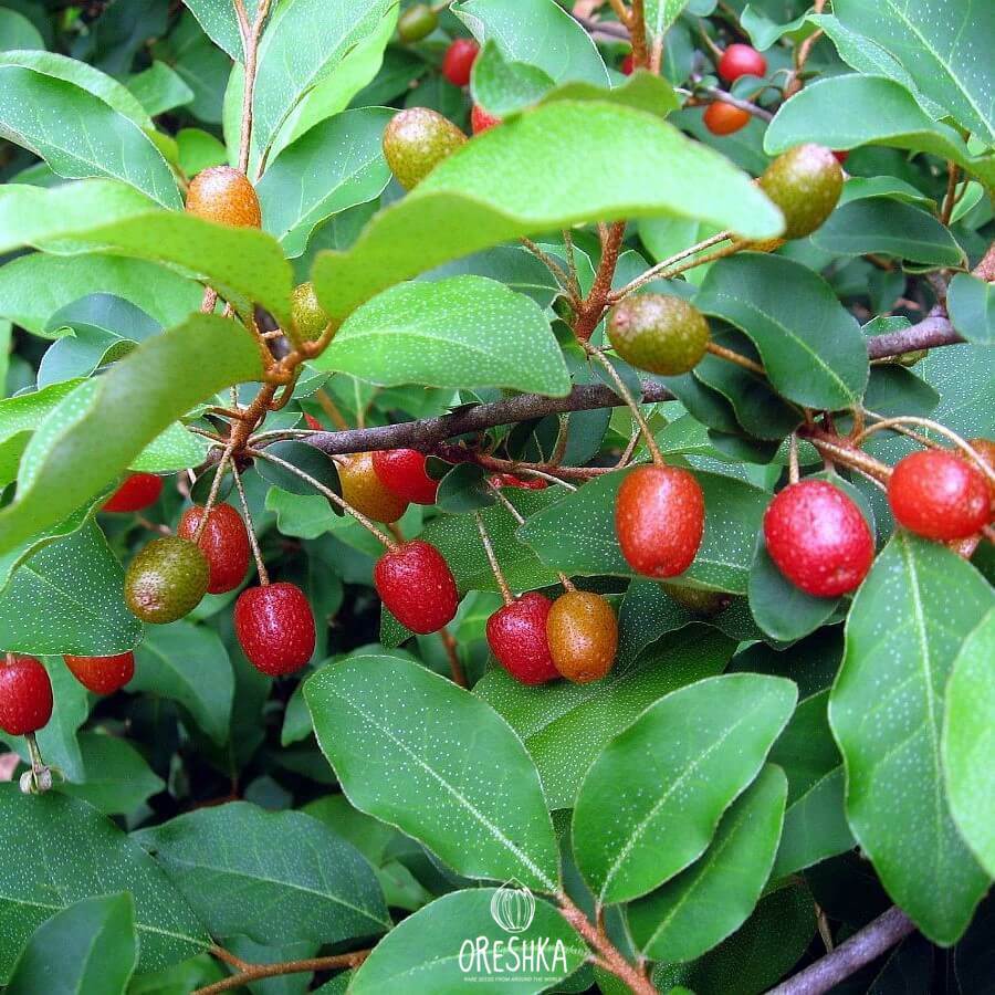Elaeagnus multiflora fresh seeds, Cherry elaeagnus, Cherry silverberry ...