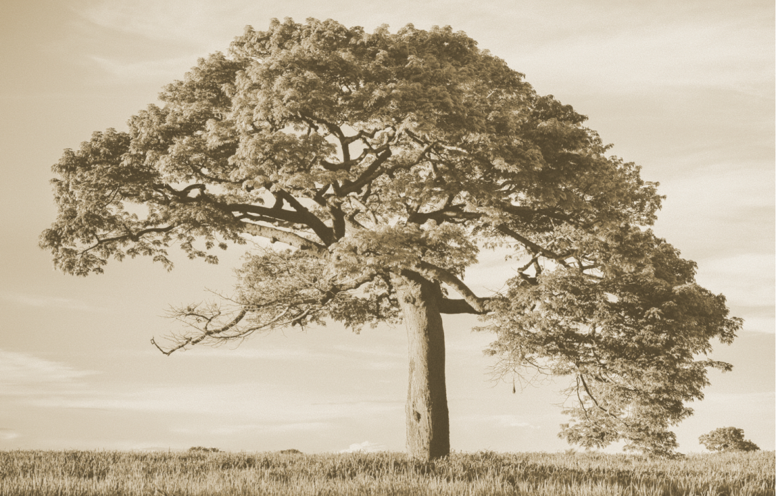 European Genealogical Center