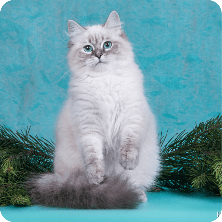 Siberian kittens from CHAMPION parents