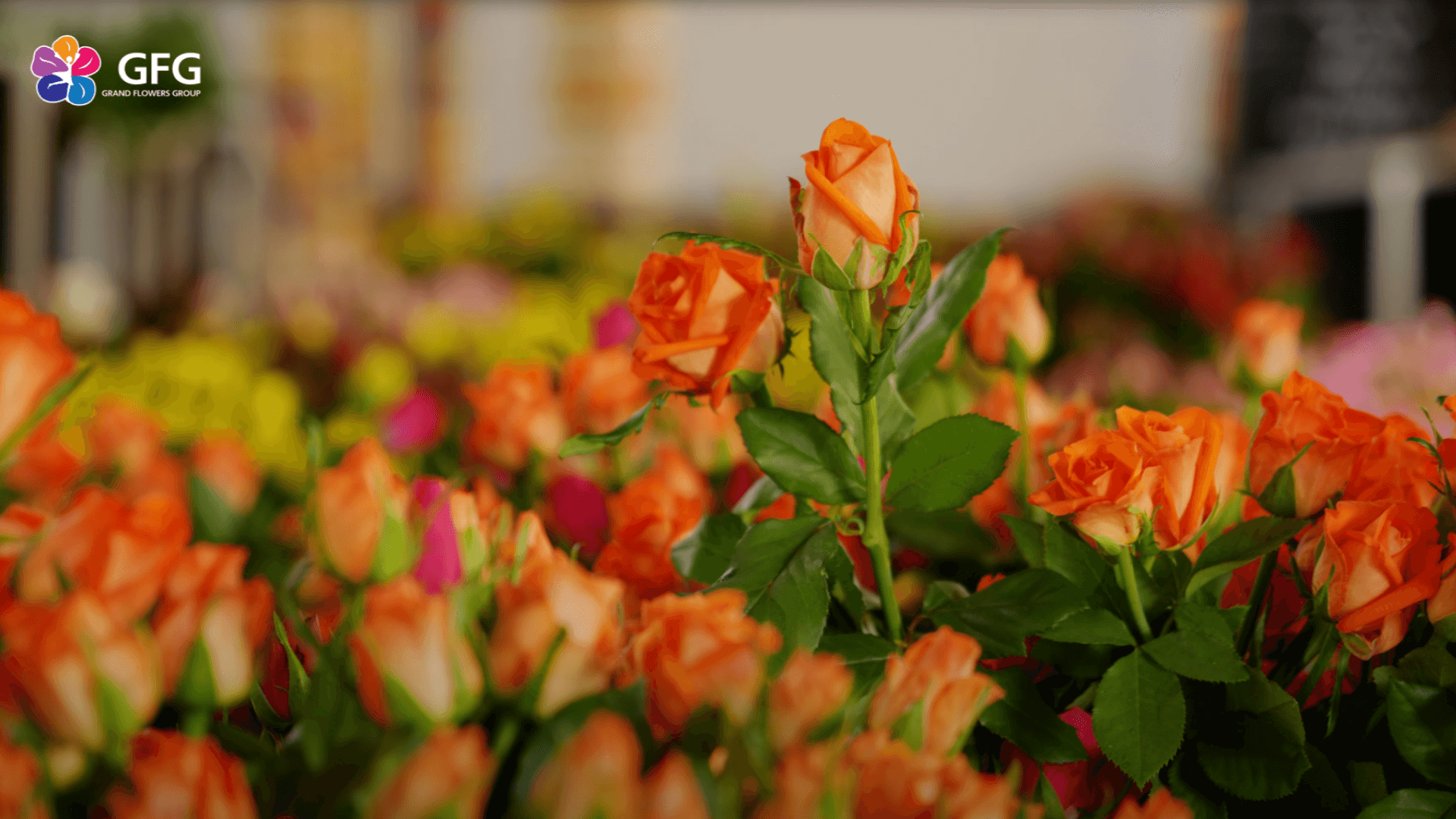 Плантация Lauren International Flowers, Кения