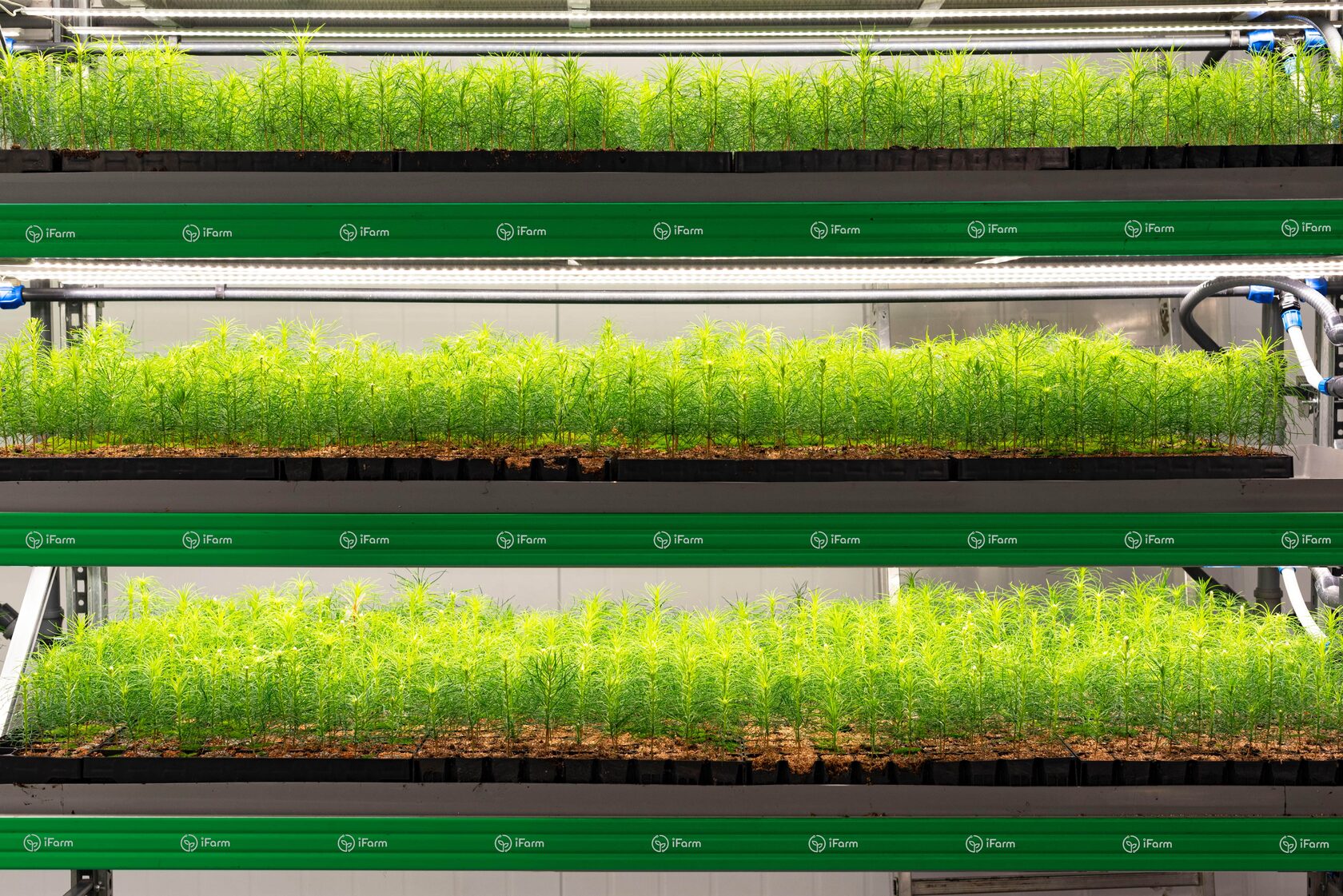 Innovative tree planting technology: combat desertification & reforestation with iFarm TreeGrow ...