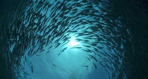 BUVI Scandinavia English