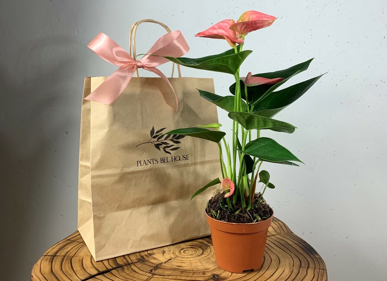 Plants Bel House - комнатные растения в Санкт-Петербурге