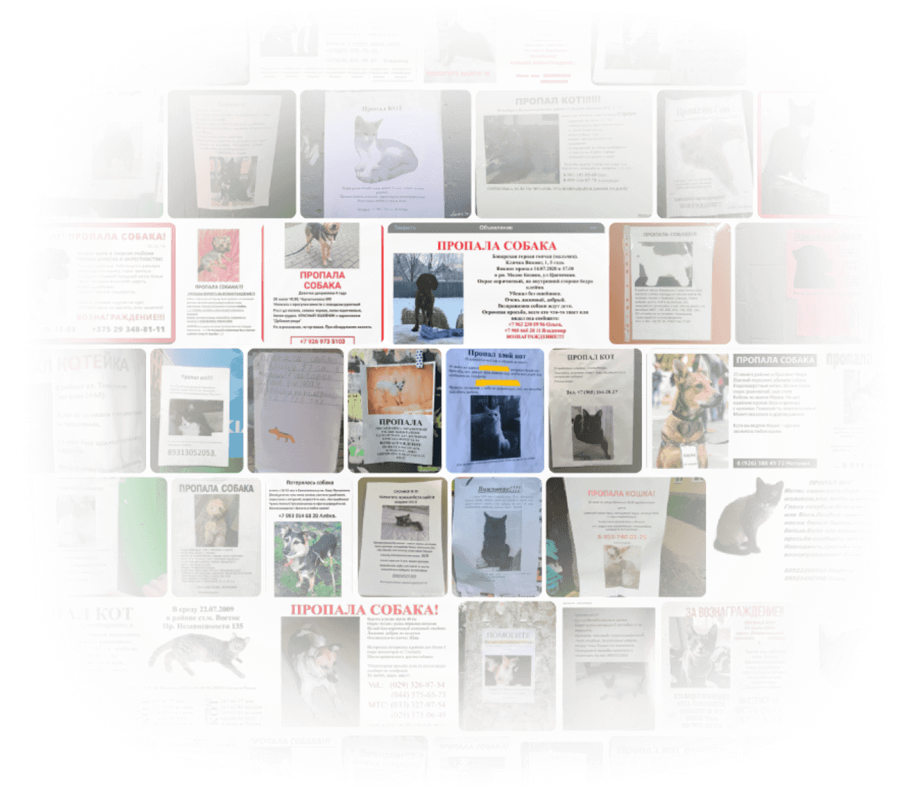 GPS-ошейник (трекер) для собак Petsee купить на официальном сайте, цена ...