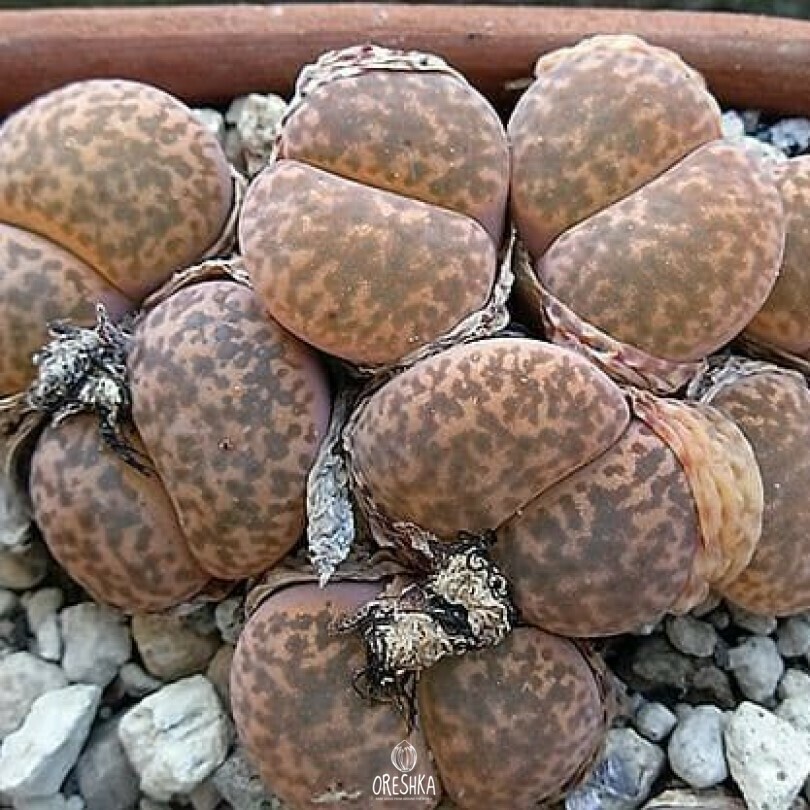 Buy Organic Succulent Lithops bromfieldii v. glaudinae C-393 Seeds ...
