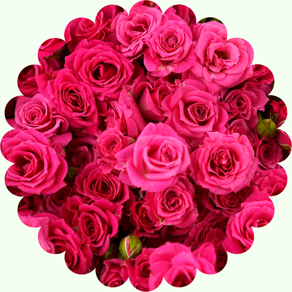 Роза спрей (бордюрная) Лавли Лидия