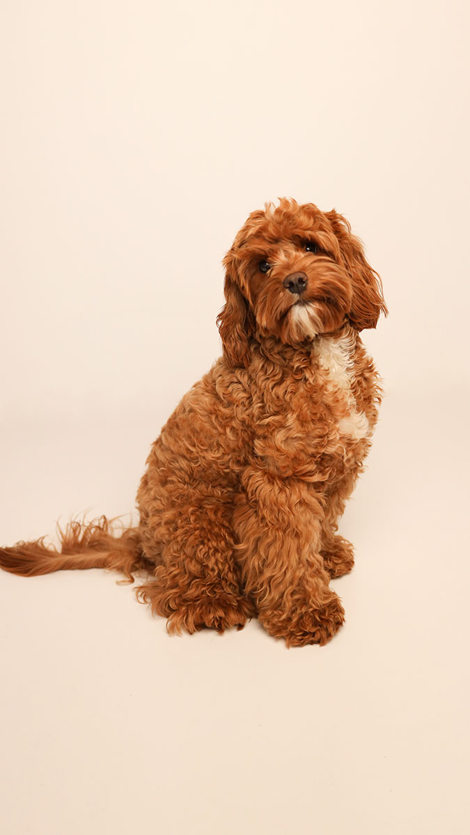 Terra Dogs. Питомник собак породы кавапу