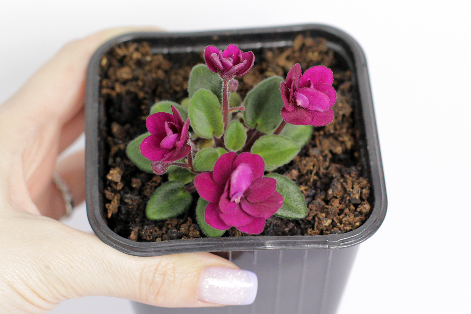 Сенполия / Фиалка mini Precious Red