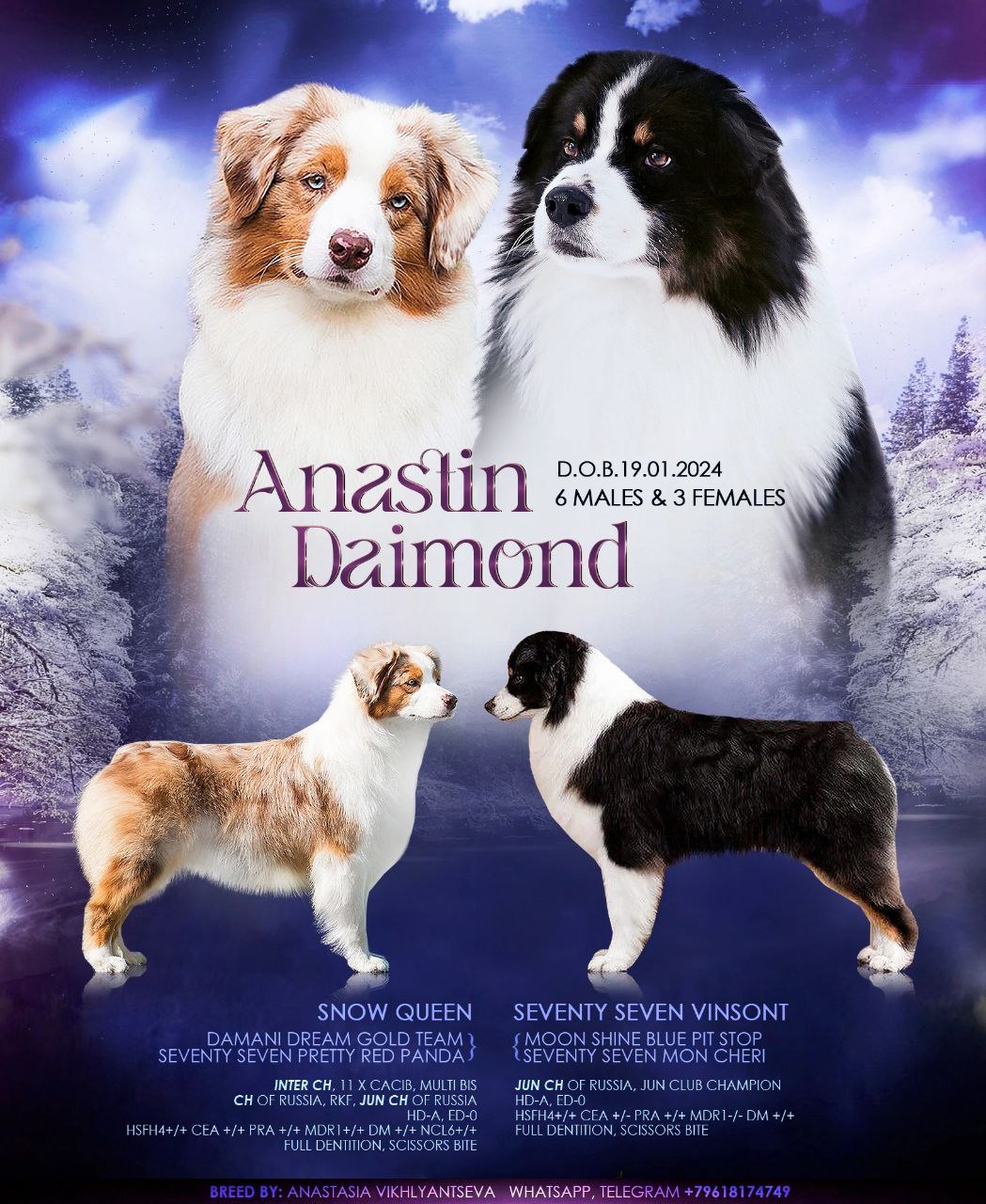 Помёт "Ж" австралийской овчарки (аусси) купить - питомник Anastin Daimond
