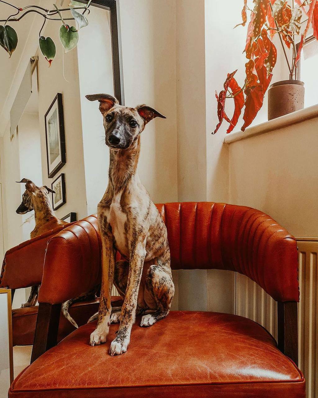 Shutter Studio — Virtual Photo Shoots