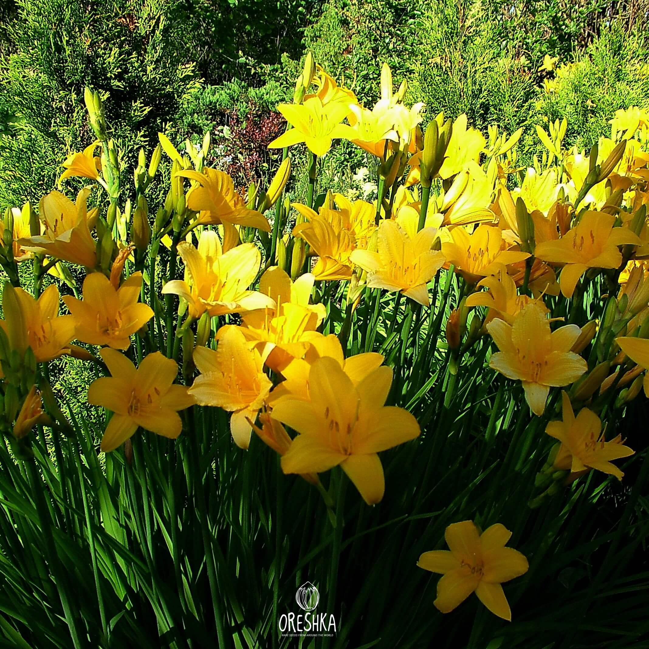 Buy Organic Large Yellow Daylily Seeds - Grow Stunning Flowers with ...