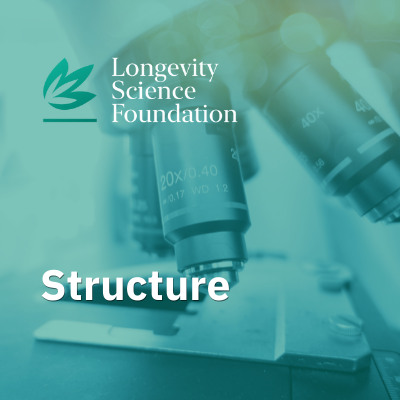 LSF Structure | Expert Advisors