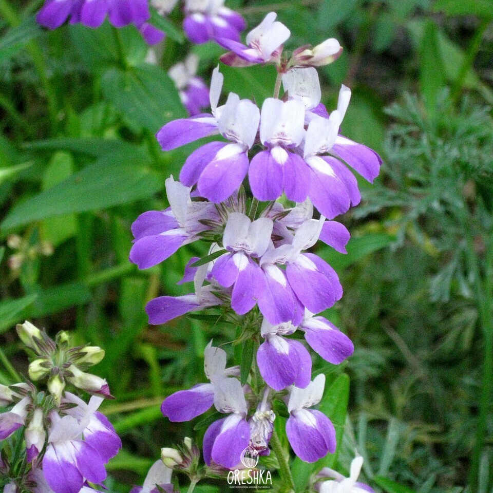 Buy Heirloom Chinese Houses Flower Seeds - Collinsia Heterophylla Purple