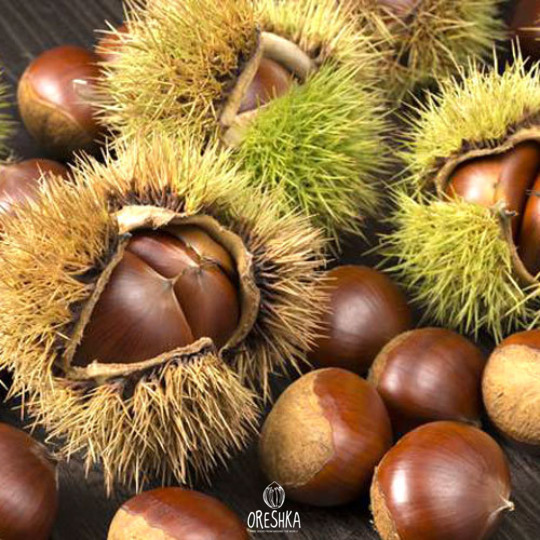 Japanese chestnut. Castanea crenata. Oreshka. Rare seeds from around ...