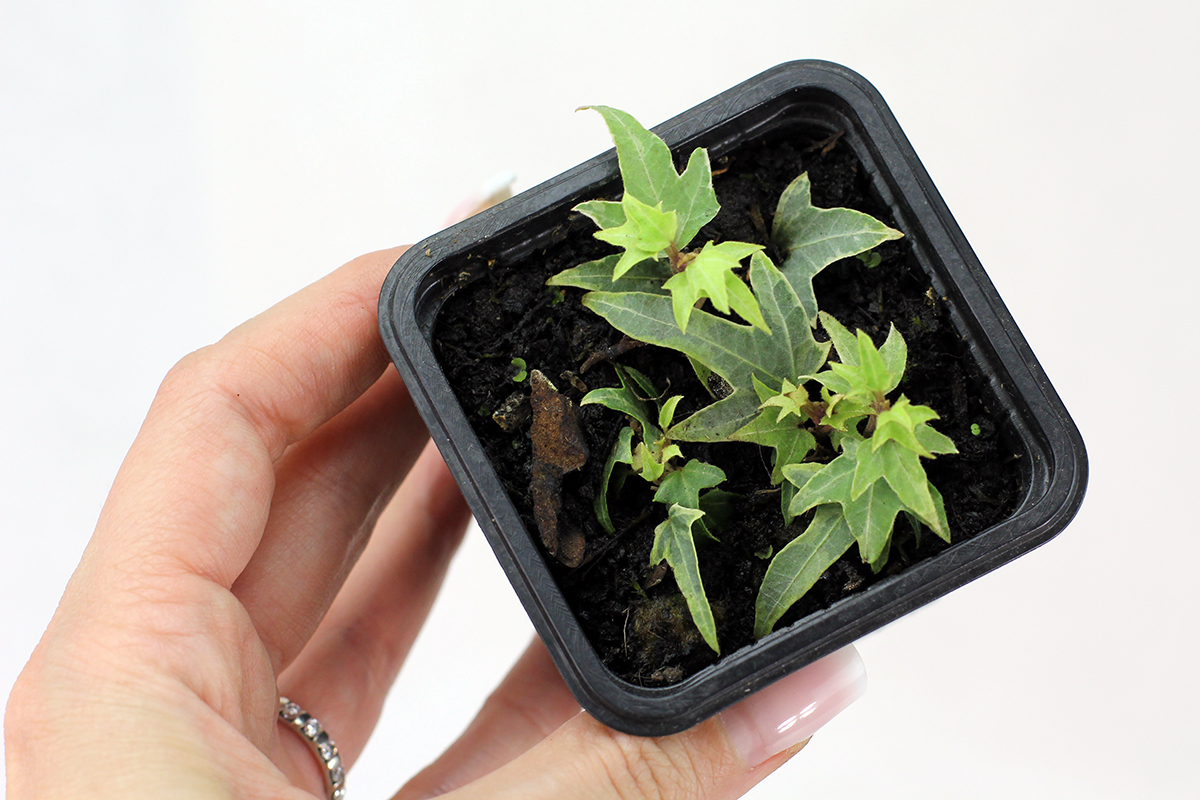 Хедера Хеликс мини Адам - Hedera Helix mini Adam