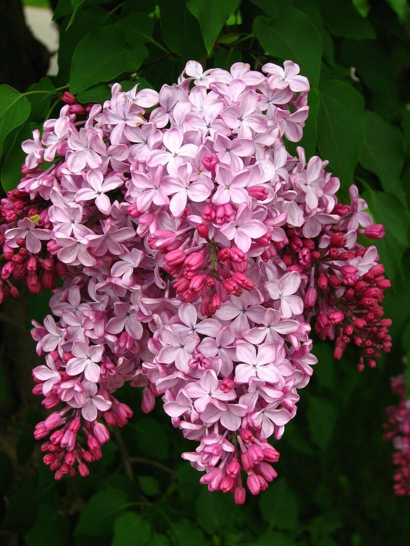 СИРЕНЬ ГИАЦИНТОВАЯ ЭСТЕР СТАЛЕЙ / ESTER STALEY