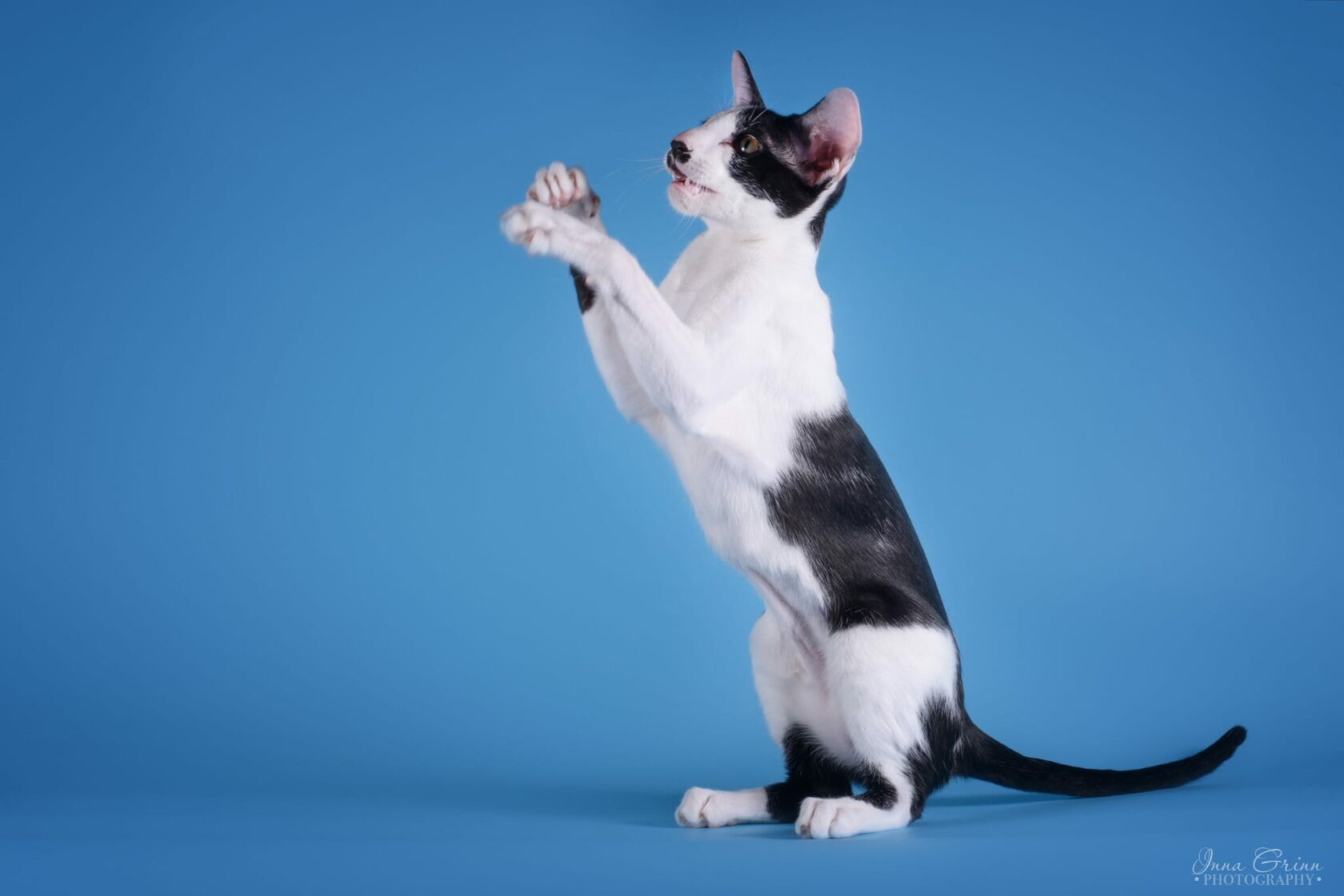 Black Antarra — Oriental & Siamese Cattery