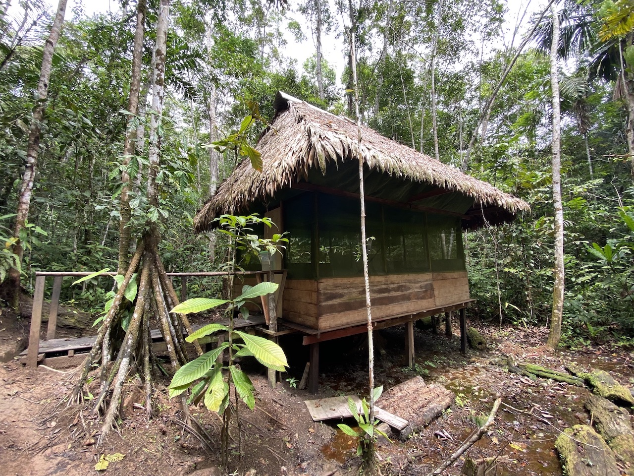 Chiric Sanango Master-Plant dieting