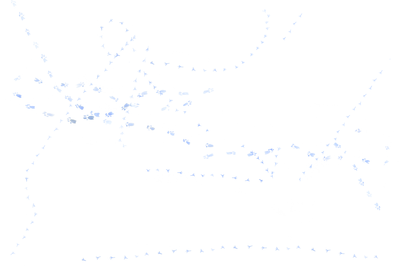 Нина Дашевская, писатель