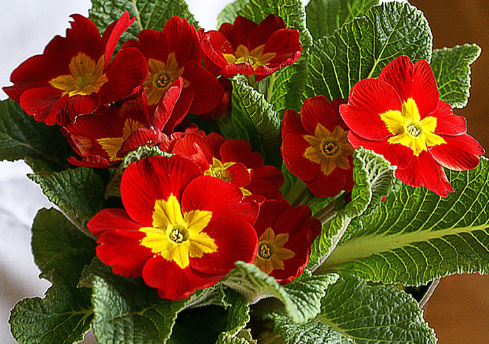 Primrose Flower Meaning and Symbolism