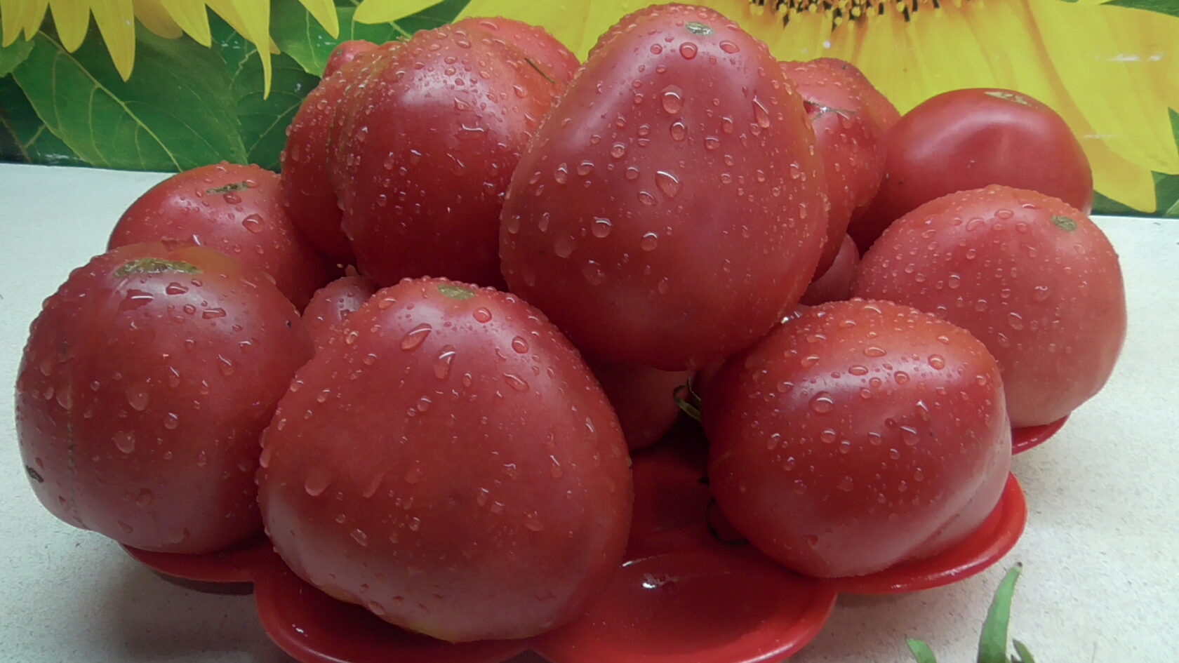 119. Томат Пудовик.