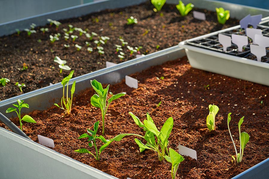 When to Plant Tomatoes and Other Seedlings | easyDacha