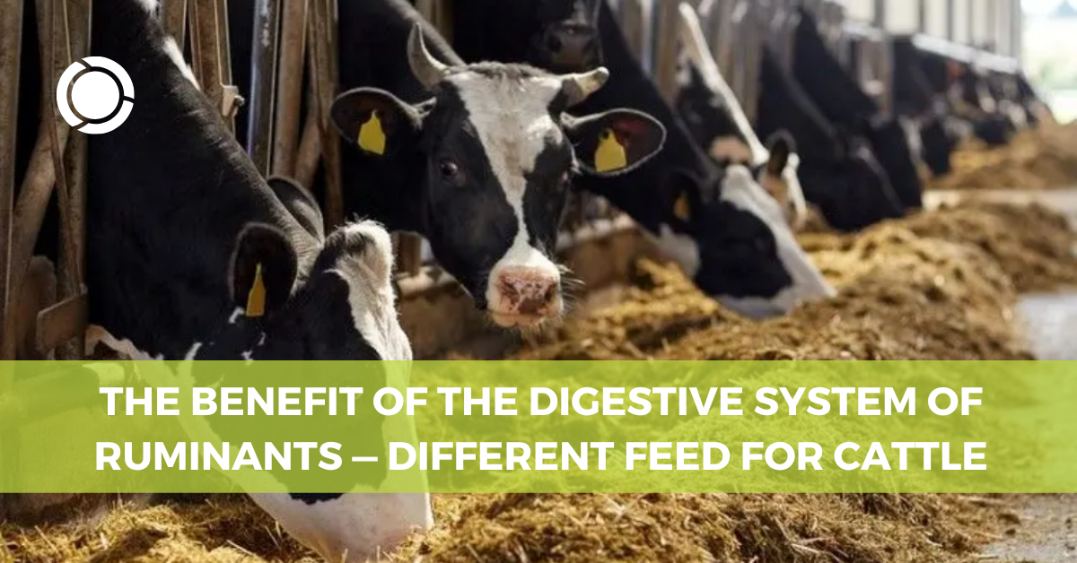 The benefit of the digestive system of ruminants — different feed for ...