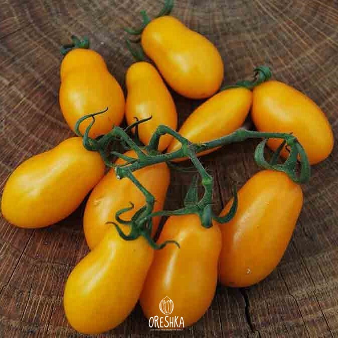 Yellow Chanterelle tomato. Foxy tomatoes seeds. Oreshka. Rare seeds ...
