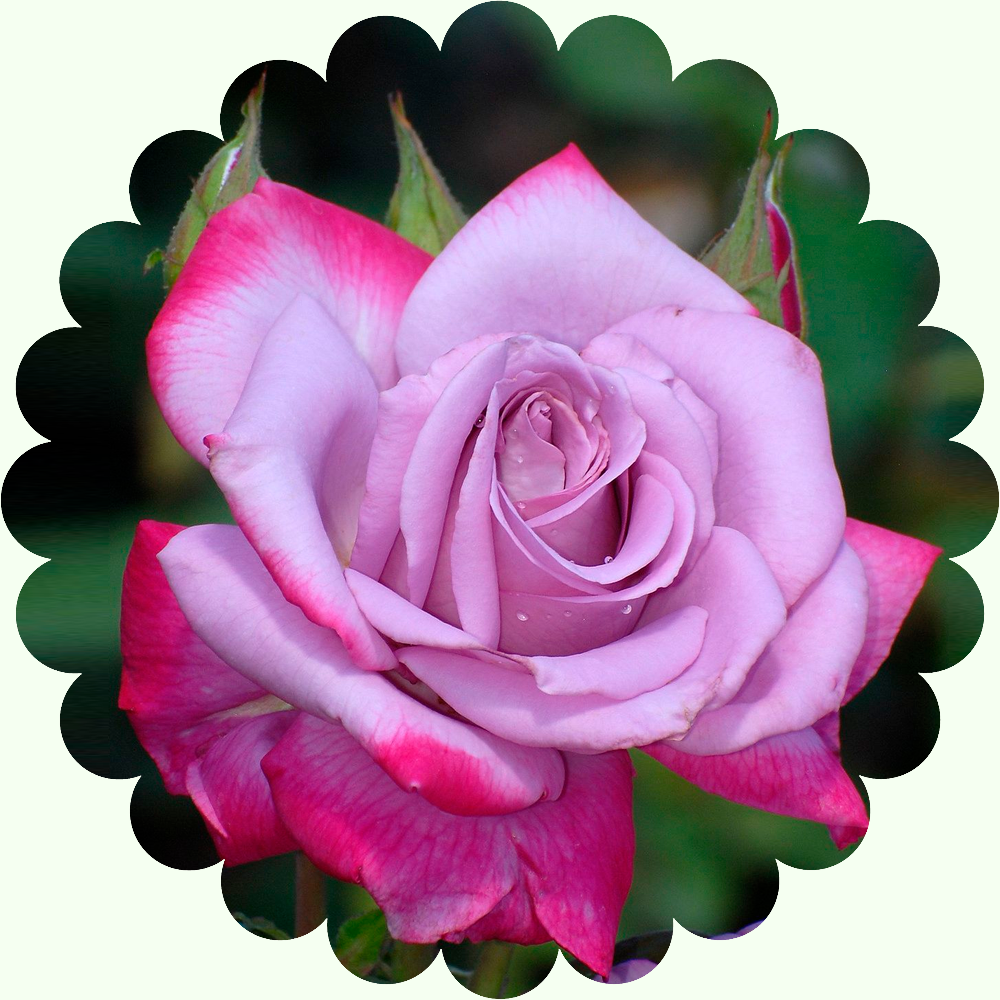 Роза чайно-гибридная Парадиз