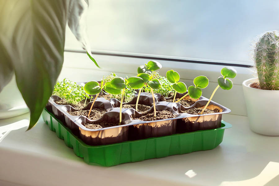When to Plant Tomatoes and Other Seedlings | easyDacha