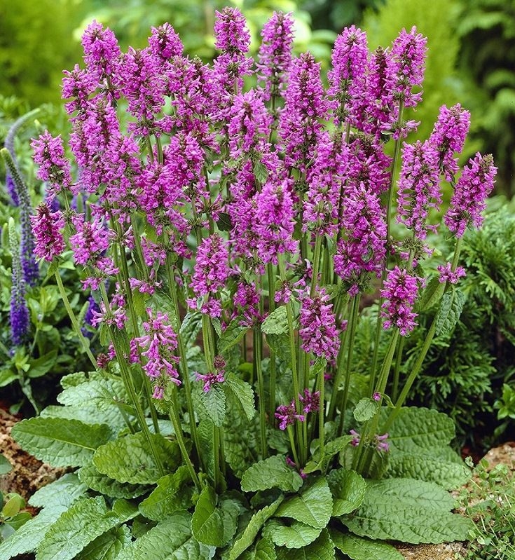 Чистец Монье Хуммело (Stachys Monieri Hummelo)