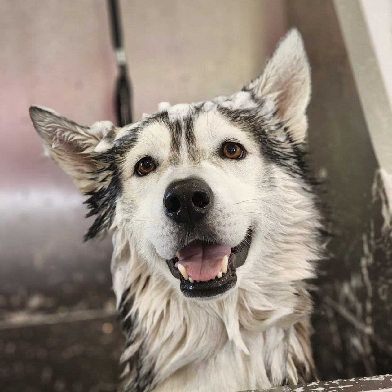 Doggy Daycare, Grooming, Boarding and more in Boston Area