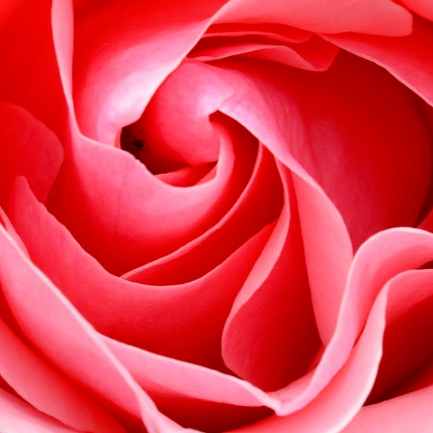The Meaning of Rose Colors