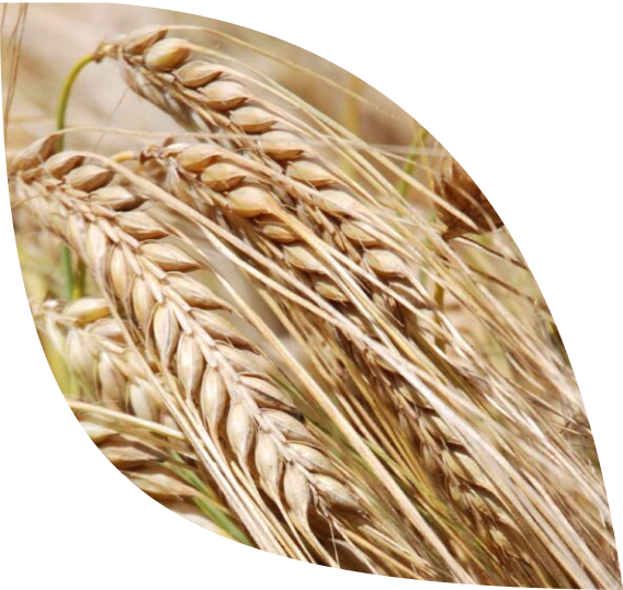 Lider w zakupie i sprzedaży produktów rolnych | biograin