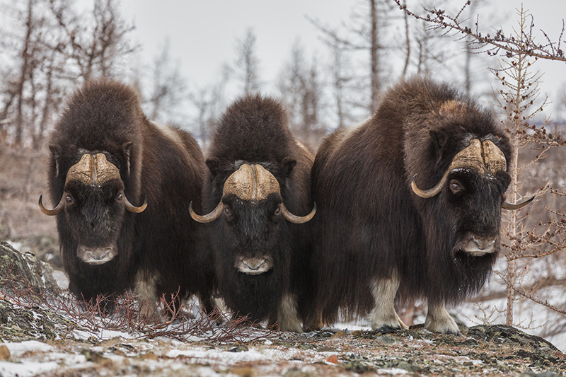 Muskoxen of the Polar Urals 2022 Photo Workshop